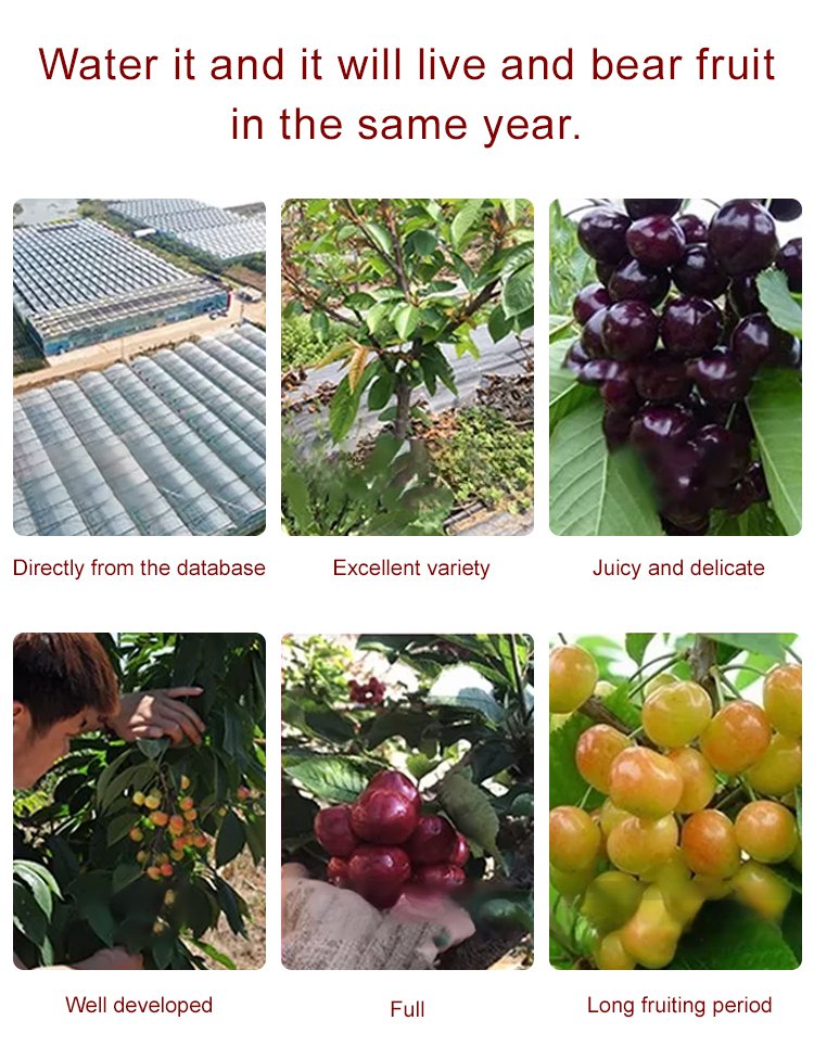 Fully Imported Chilean Chelsea Seeds-carylook